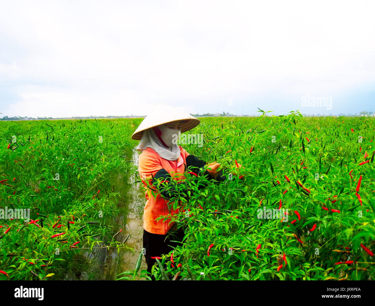 HAI DUONG, VIETNAM, July 12: Vietnamese woman farmer picking chili on ...