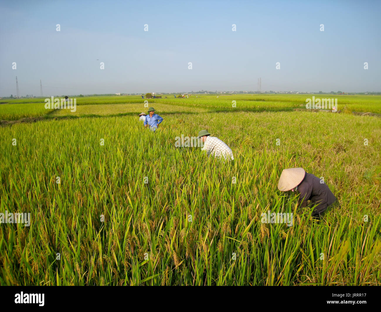 Rice farmer harvest cultivation tradition rural hi-res stock ...