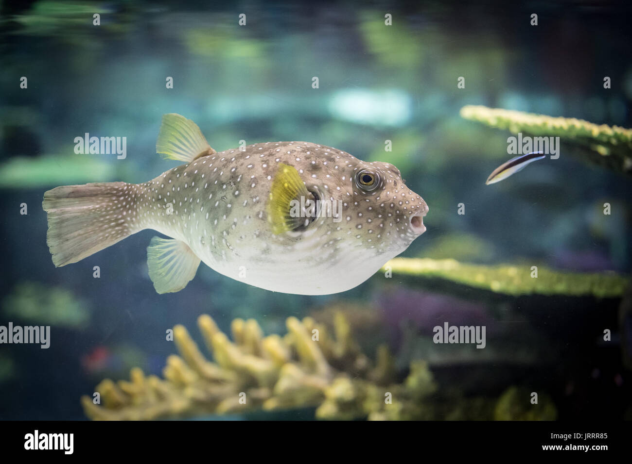 Box fish simming in the water Stock Photo - Alamy