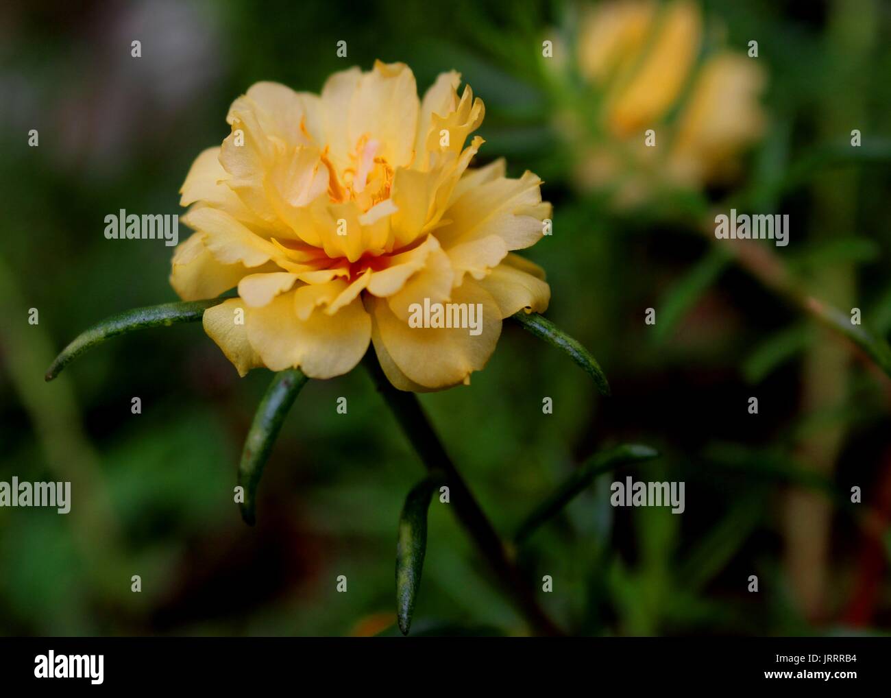 close-up - macro - view of a beautiful yellow color small moss rose ...