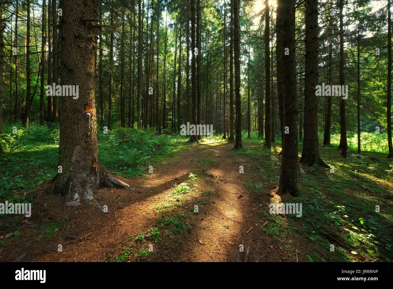 Deep forest in the morning with rays of sun Stock Photo - Alamy