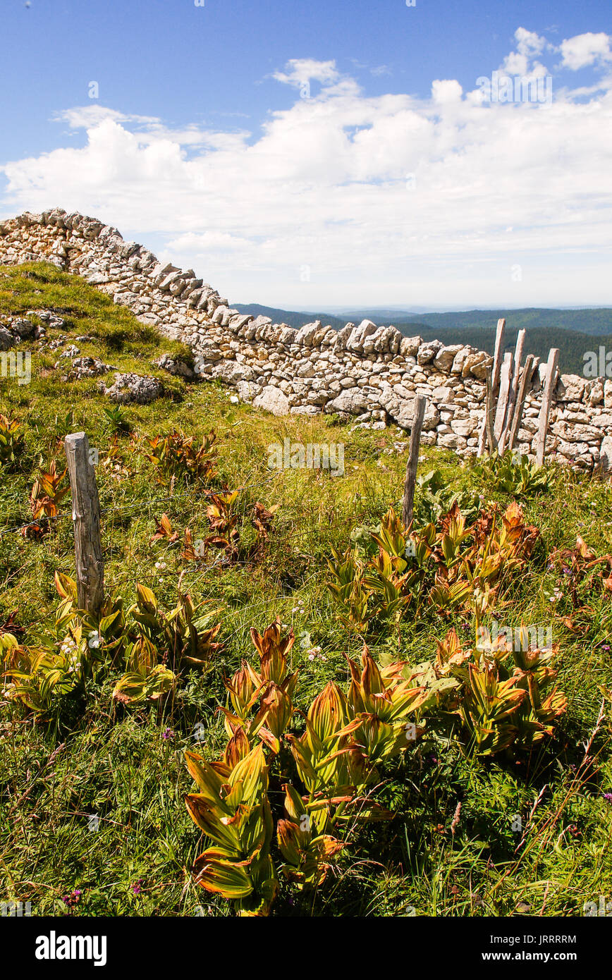Dole mountain hi-res stock photography and images - Alamy