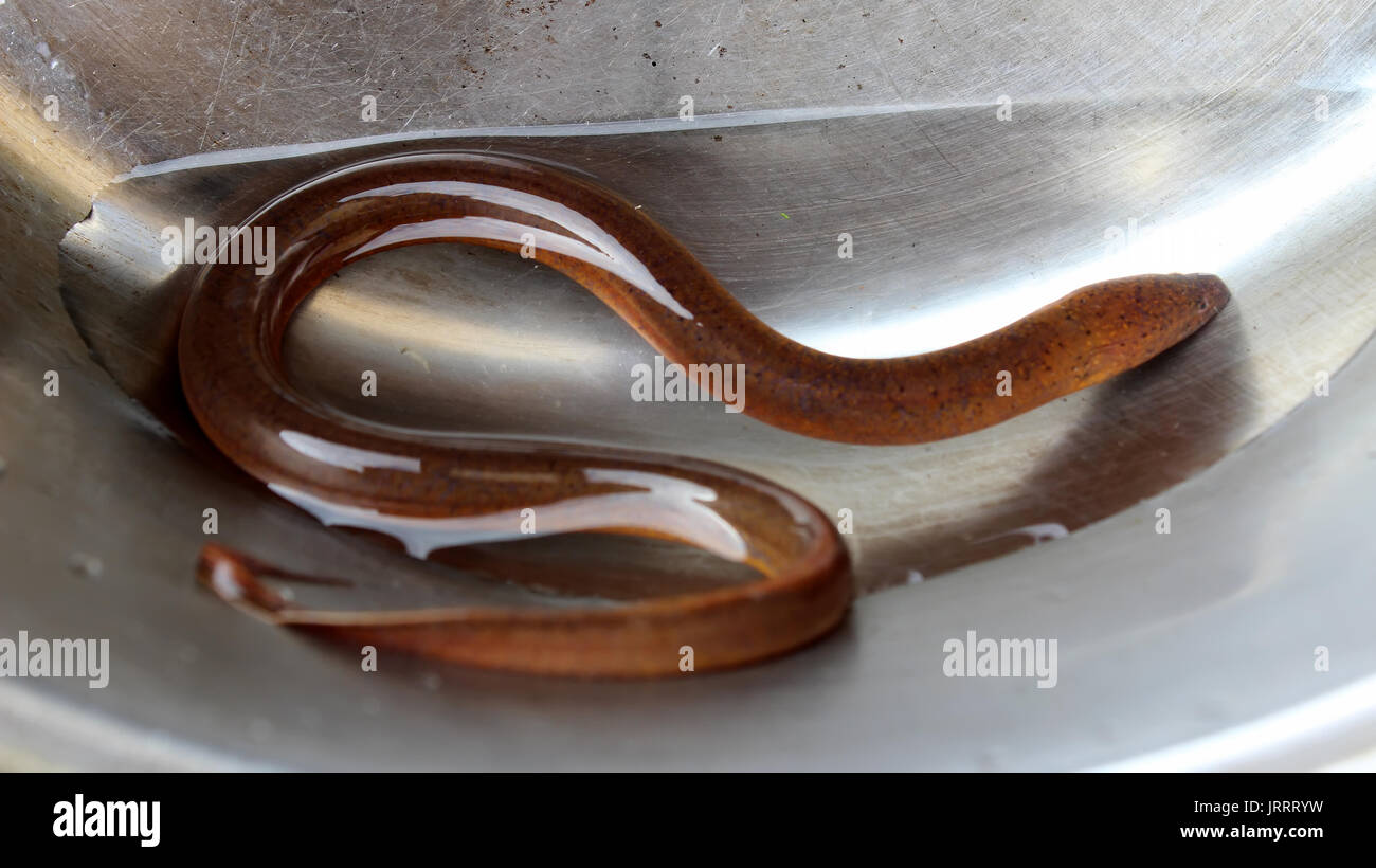 Water eel grilled hi-res stock photography and images - Alamy