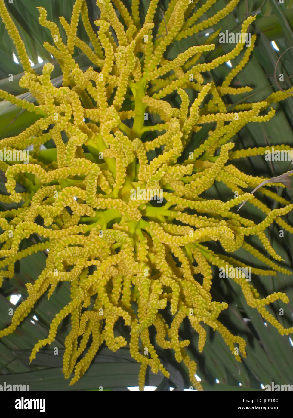 Areca flower hi-res stock photography and images - Alamy