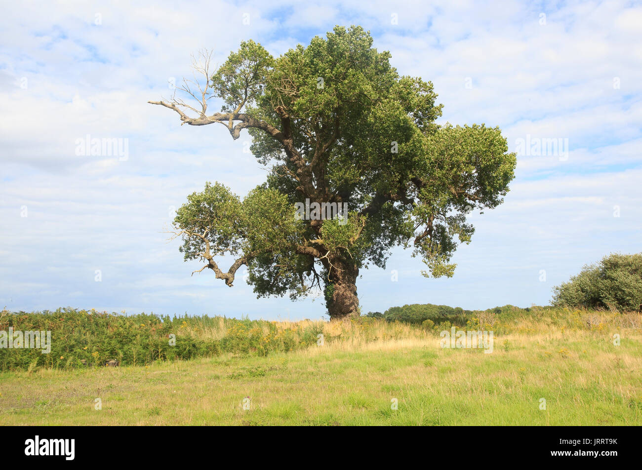Native english black poplar tree populus nigra hi-res stock photography ...