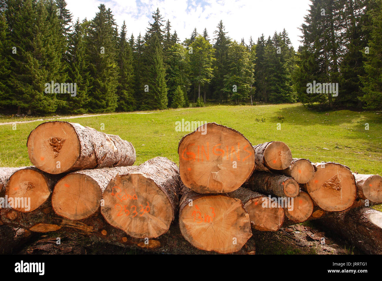 Mountain landscape with forest and freshly cut fir trees, Les Rousses ...