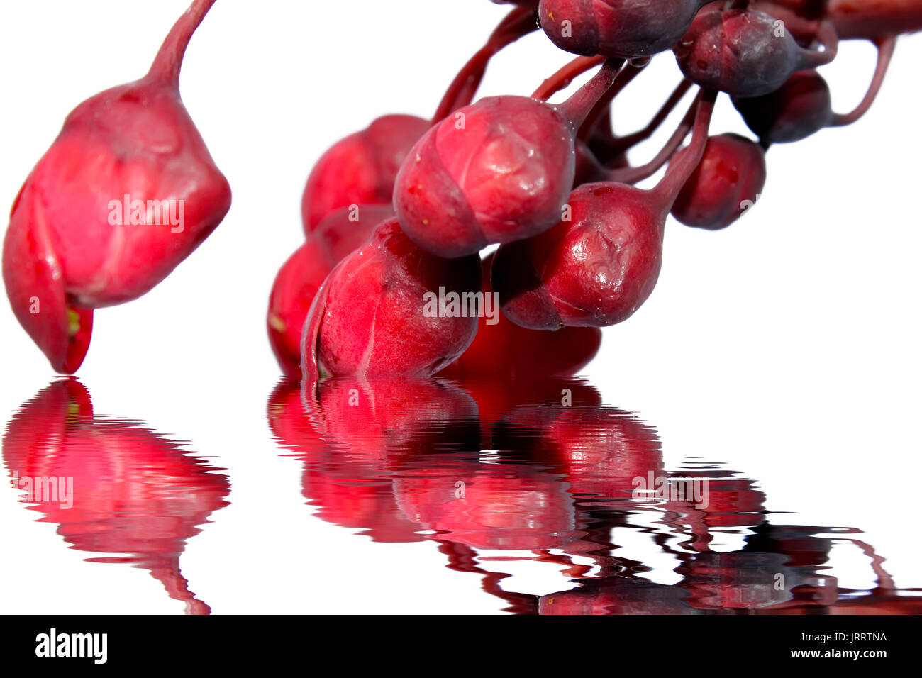red flowers isolated on white background Stock Photo - Alamy