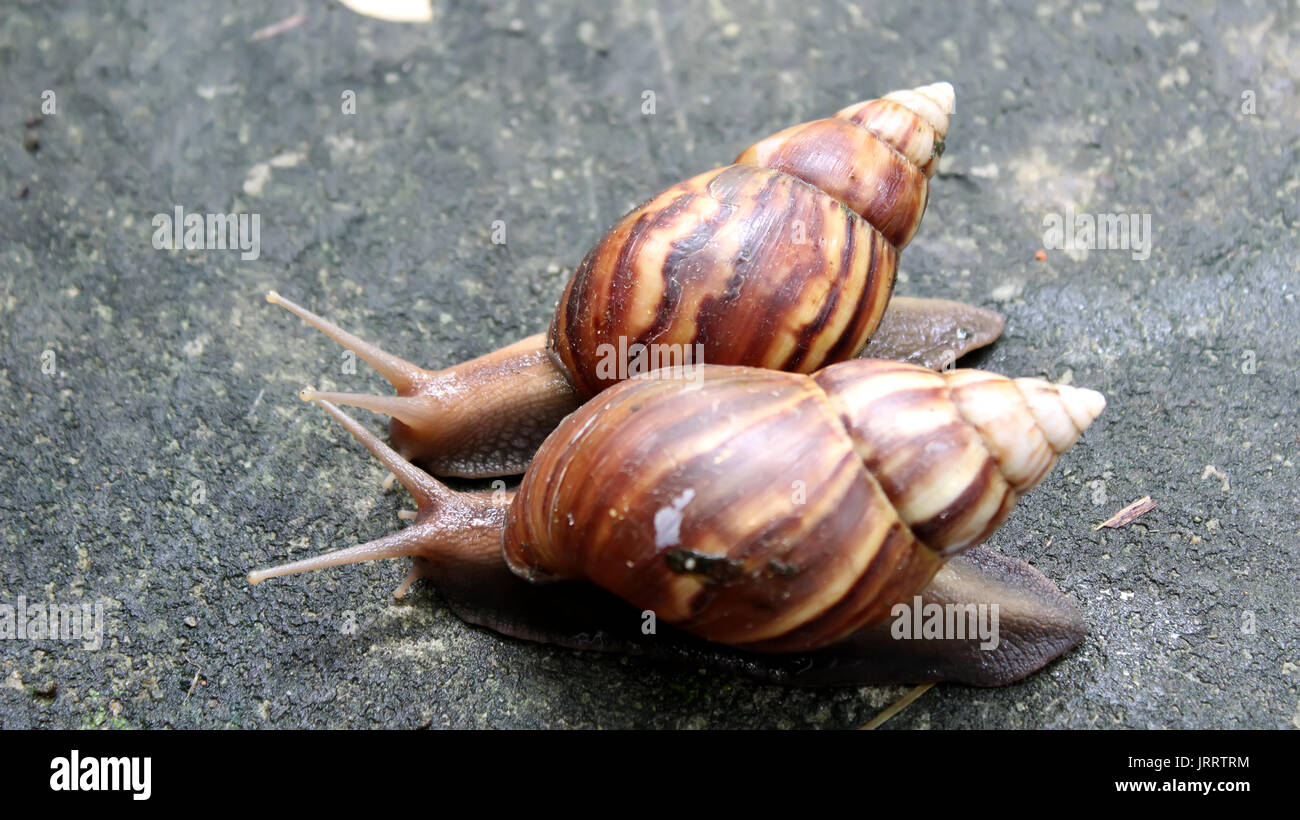 snail crawling on the ground Stock Photo - Alamy