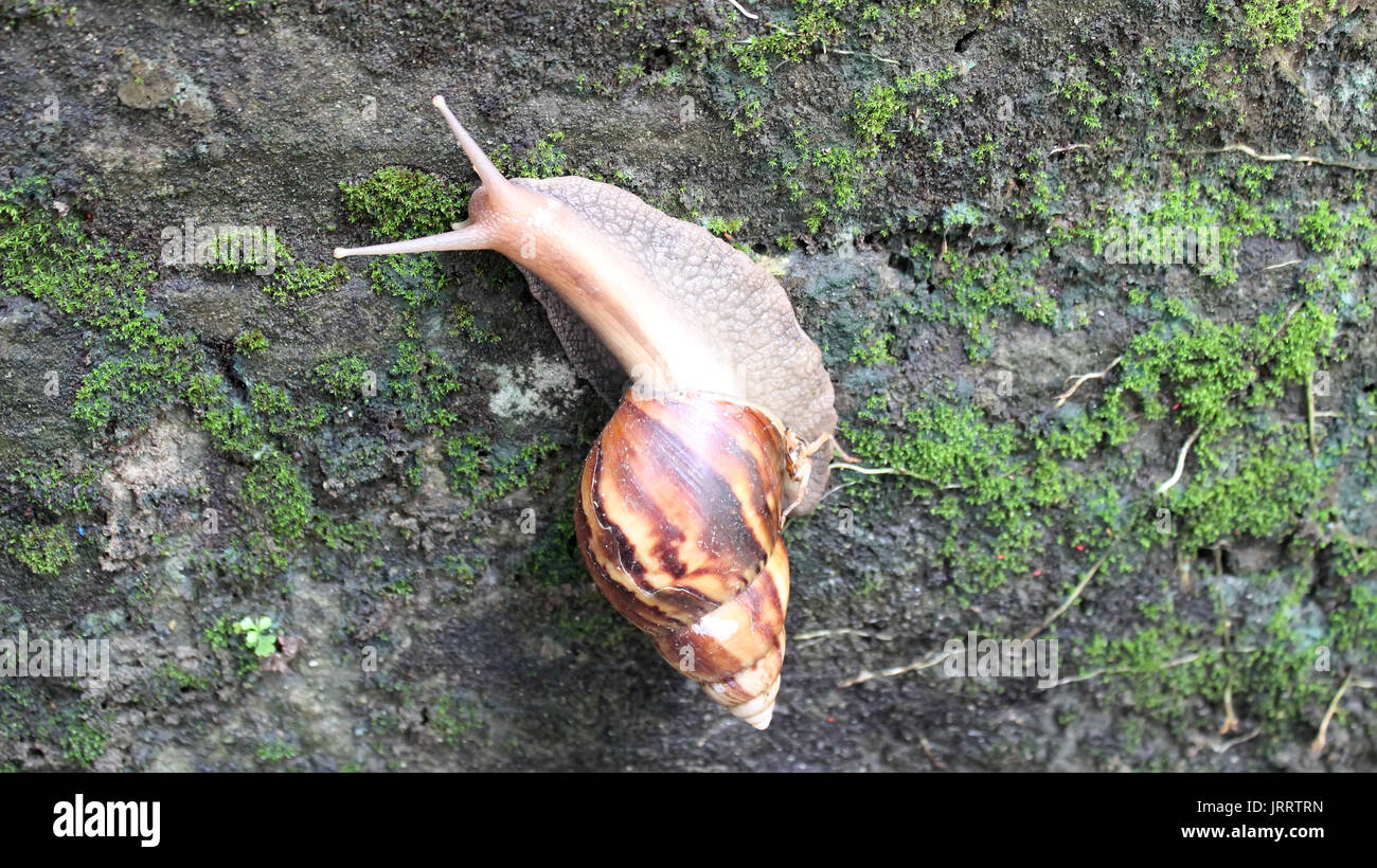 snail crawling on the ground Stock Photo - Alamy