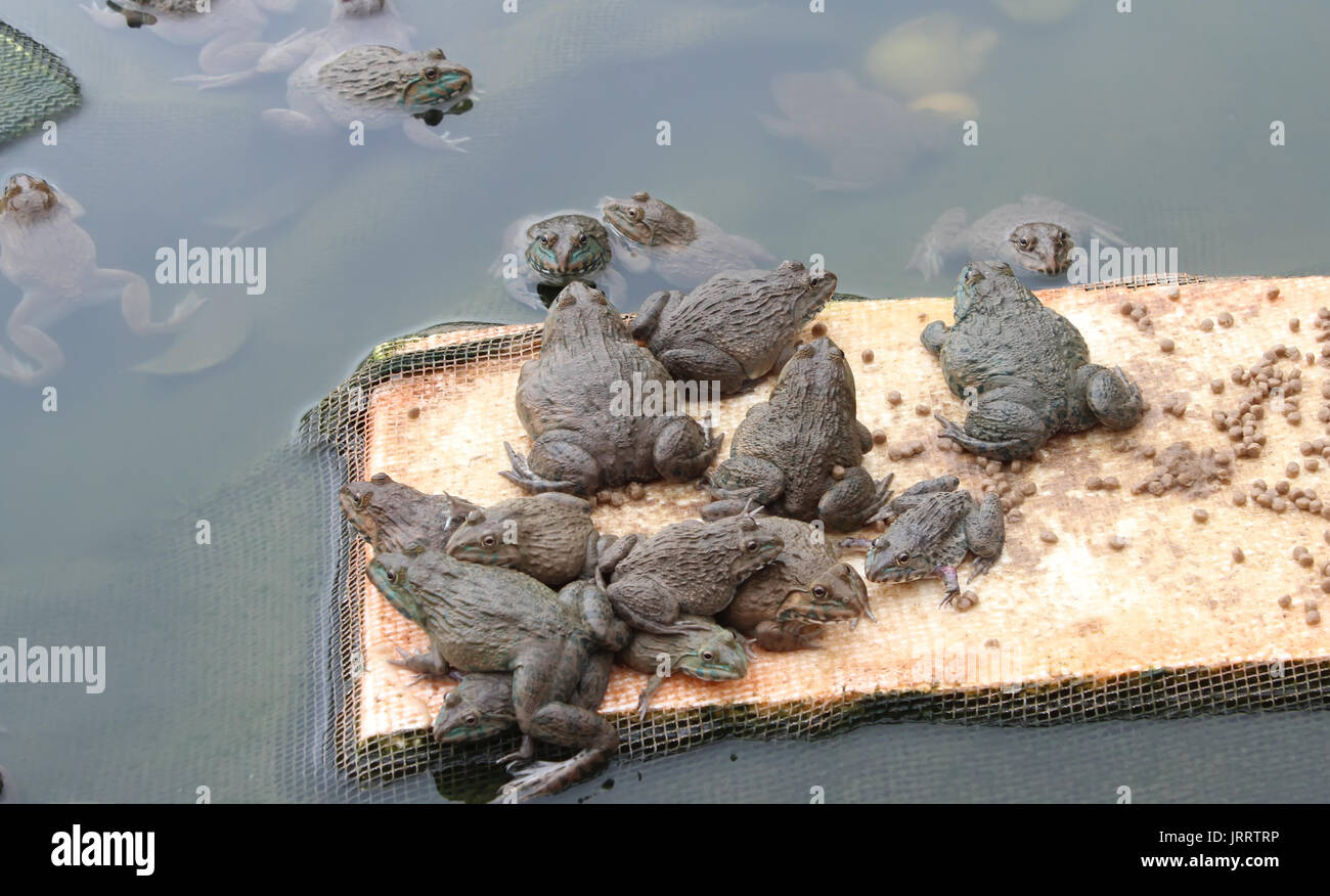 Frog in the Pond Stock Photo - Alamy