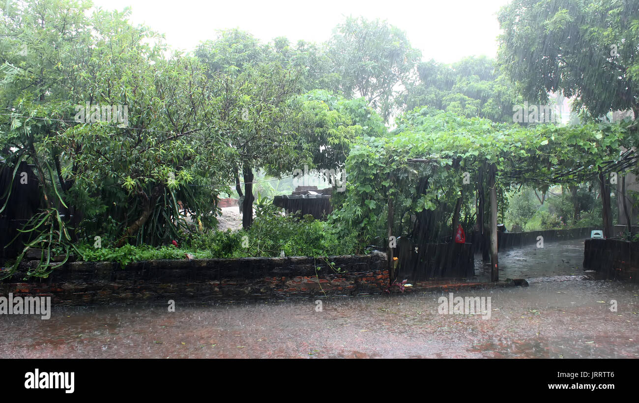 the tropical rain Stock Photo - Alamy
