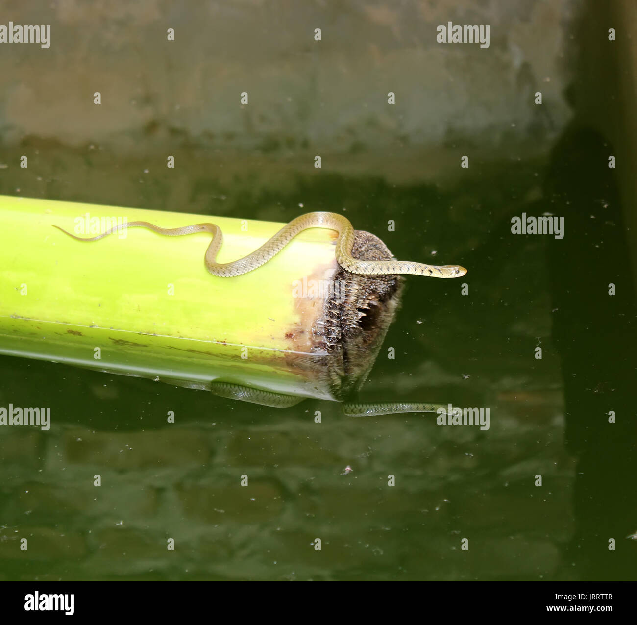 Burmese python everglades hi-res stock photography and images - Alamy