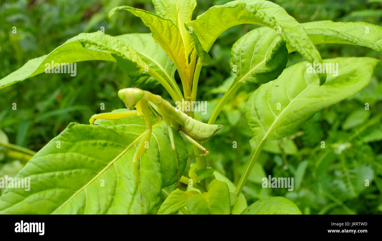 mantis on leaf Stock Photo - Alamy