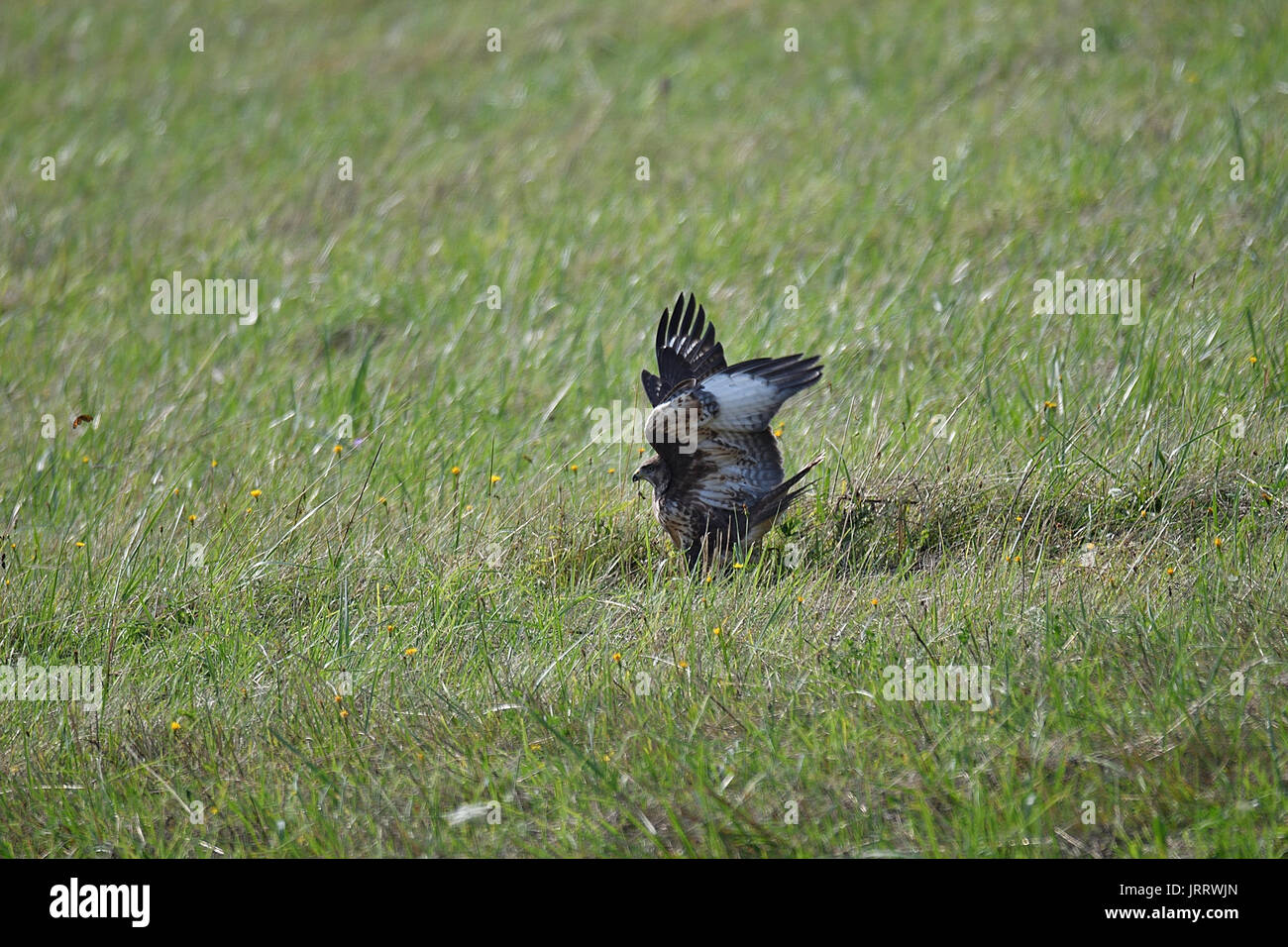 predatory bird hawk Stock Photo - Alamy