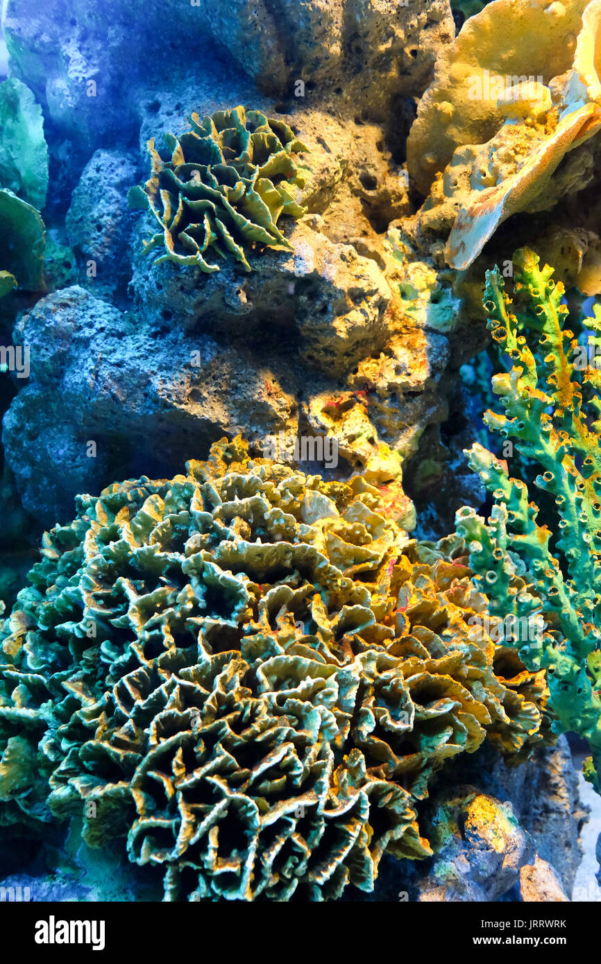 colorful of coral reef Stock Photo - Alamy