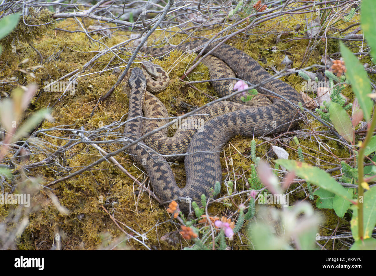 Two female adders (Vipera berus) basking together on moss in heathland ...