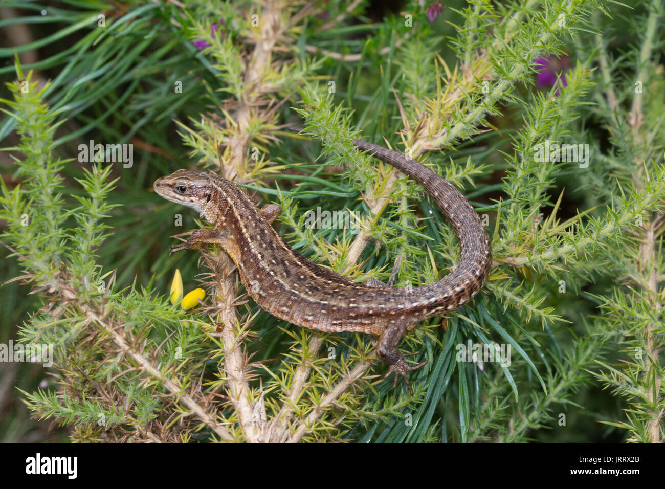 Common lizard, also called viviparous lizard (Zootoca vivipara) basking ...