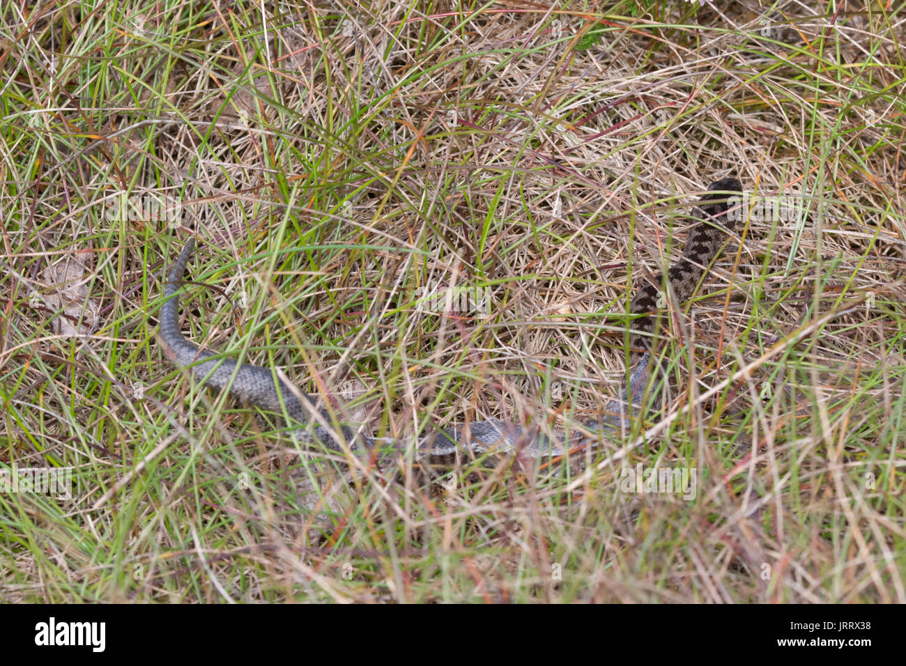 Young adder (Vipera berus) shedding (sloughing) its skin in Surrey, UK ...
