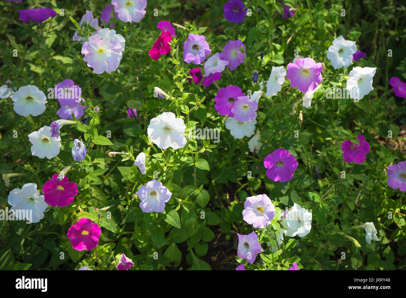 Bright different color petunia flowers in a summertime garden Stock ...