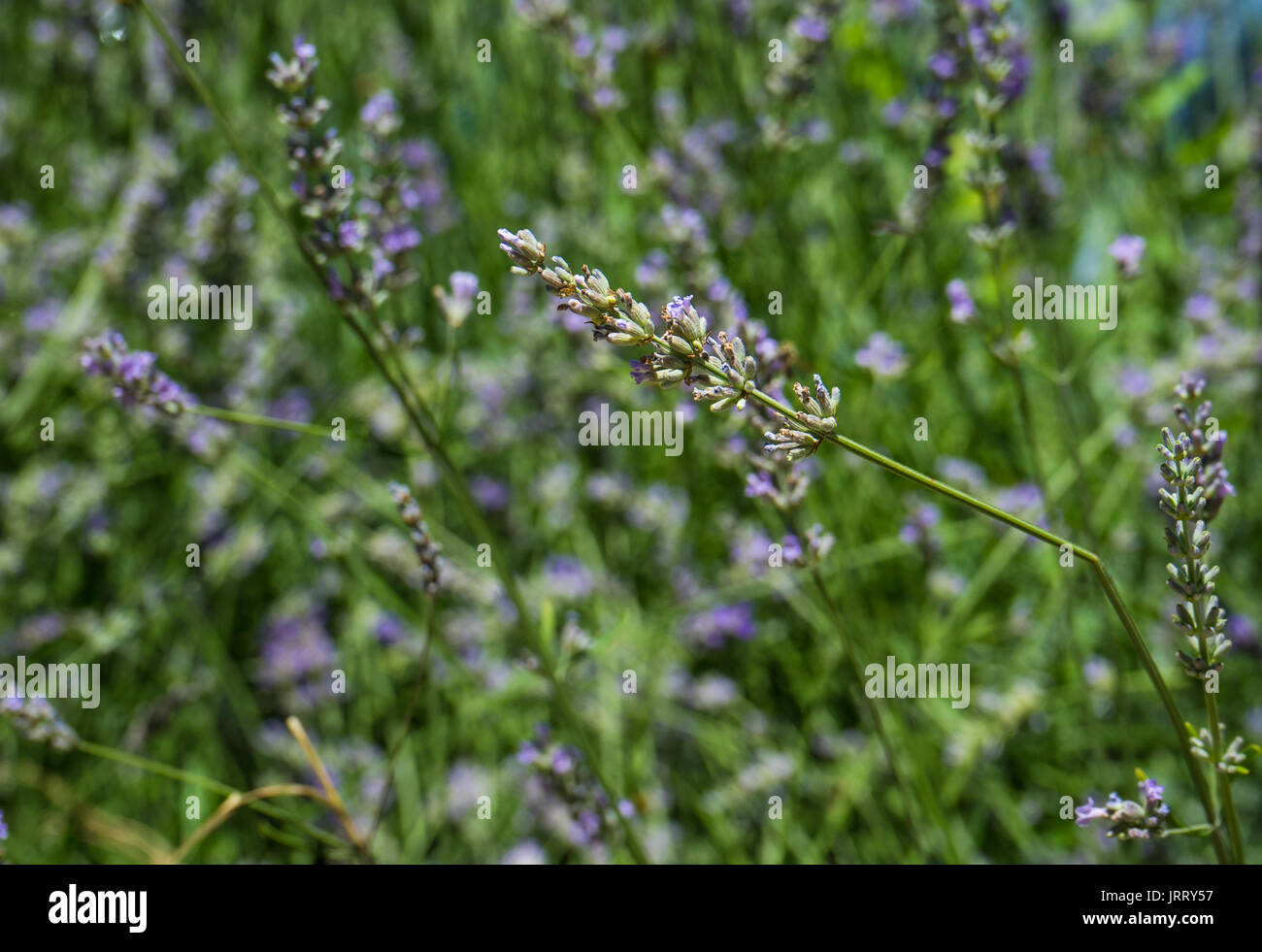 Lavender flowers in a wild field as a summertime landscape Stock Photo ...