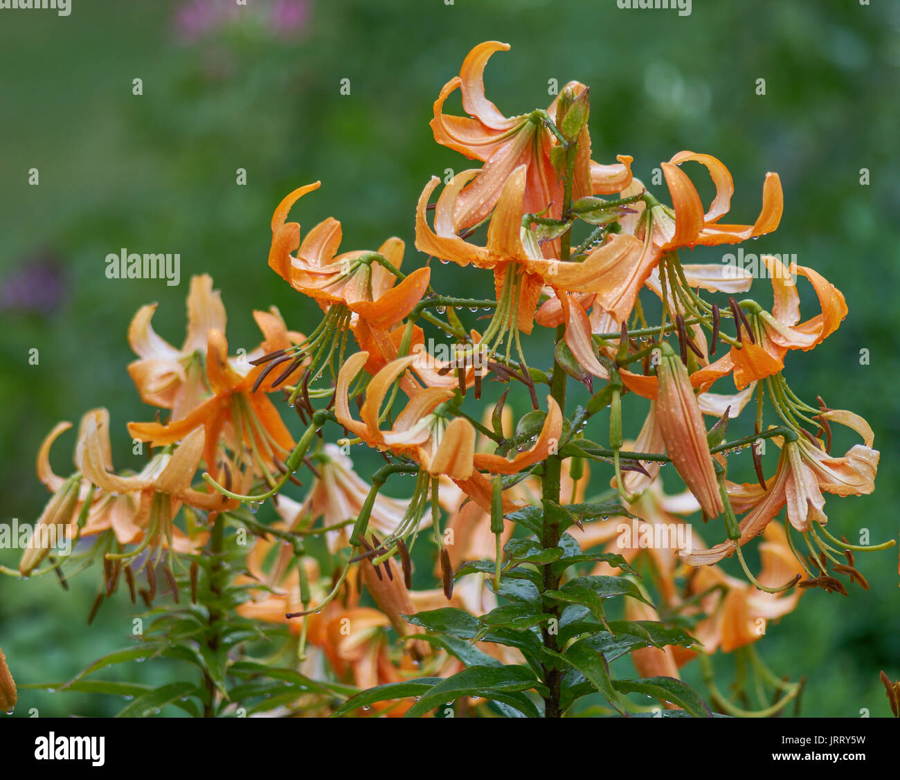 Lush lily flowers Lilium Stock Photo - Alamy