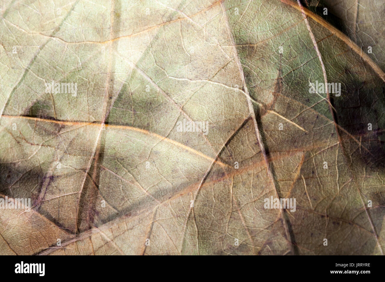 Map of leaves hi-res stock photography and images - Alamy