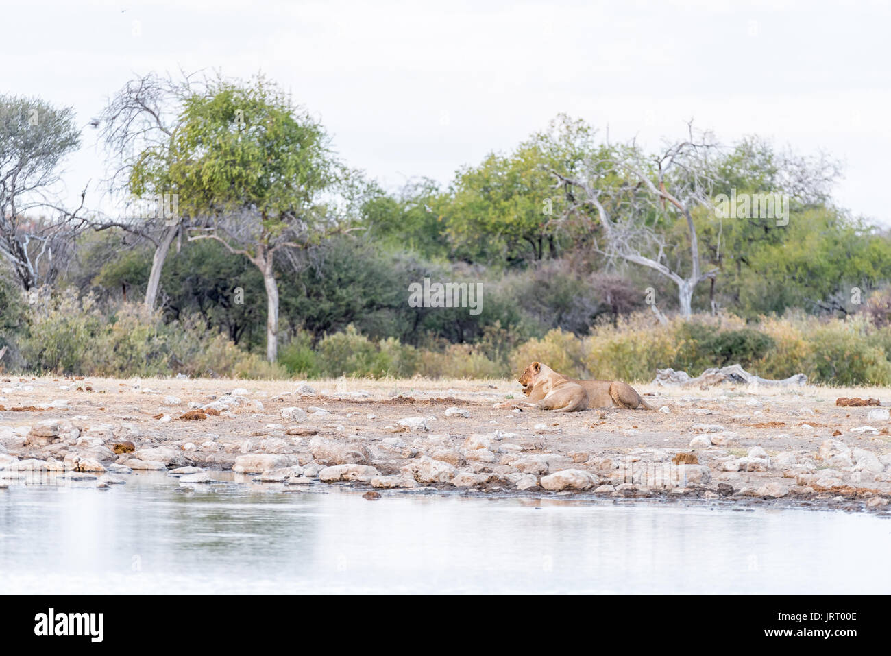 Klein namutoni waterhole namibia hi-res stock photography and images - Alamy