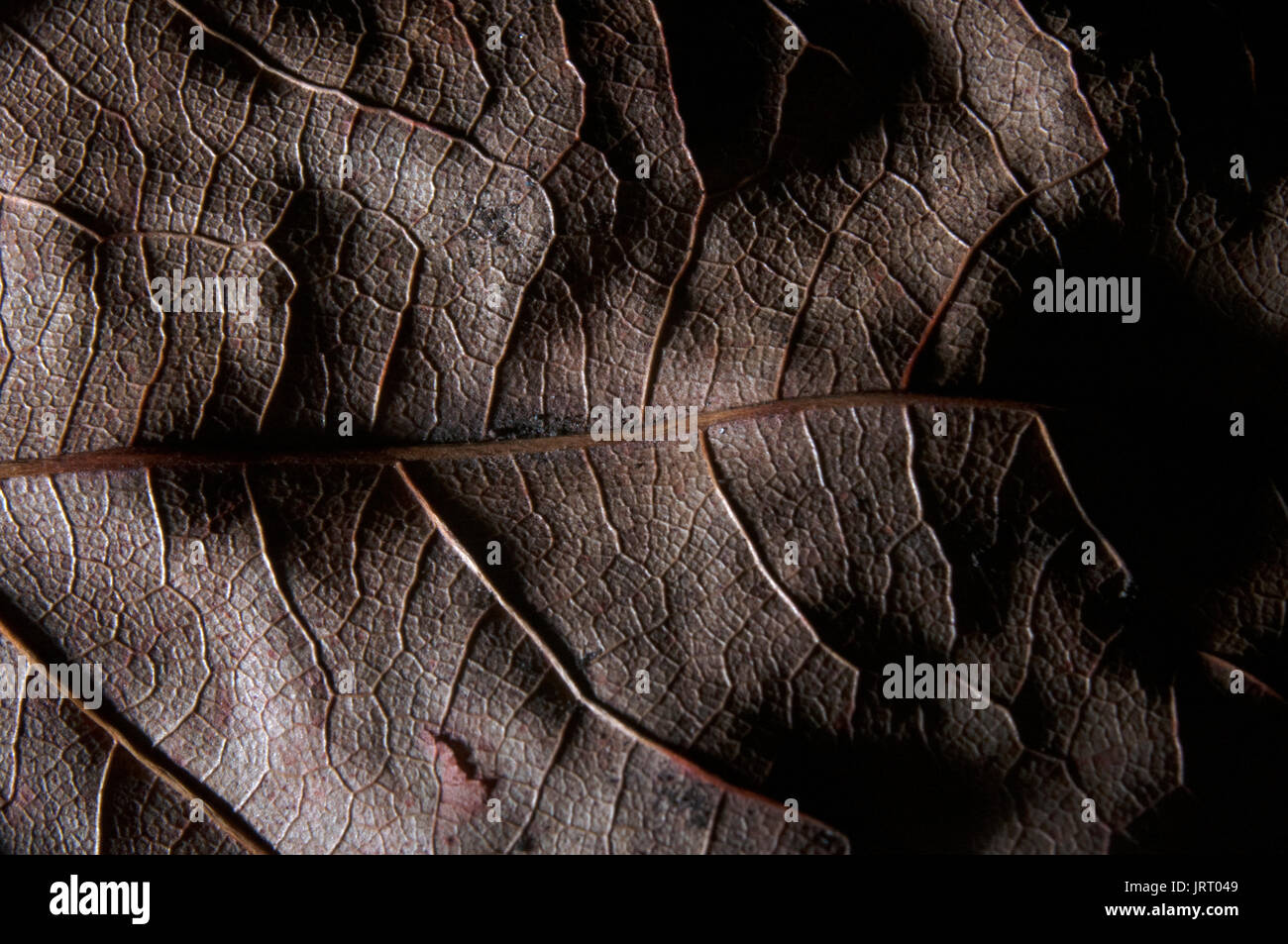 Leaf, Abstract, Autumn, Detailed Terrain, Surface, Texture, Close-up ...