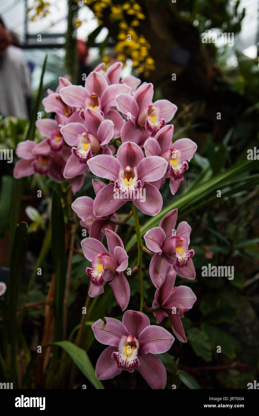 Cymbidium 'Gaddon Loch Vieux' orchid at the Orchid festival in Kew ...