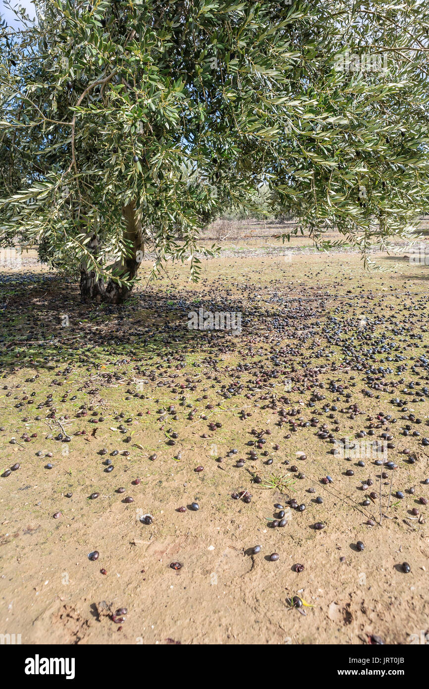 Olive tree from the picual variety near Jaen, Spain Stock Photo - Alamy