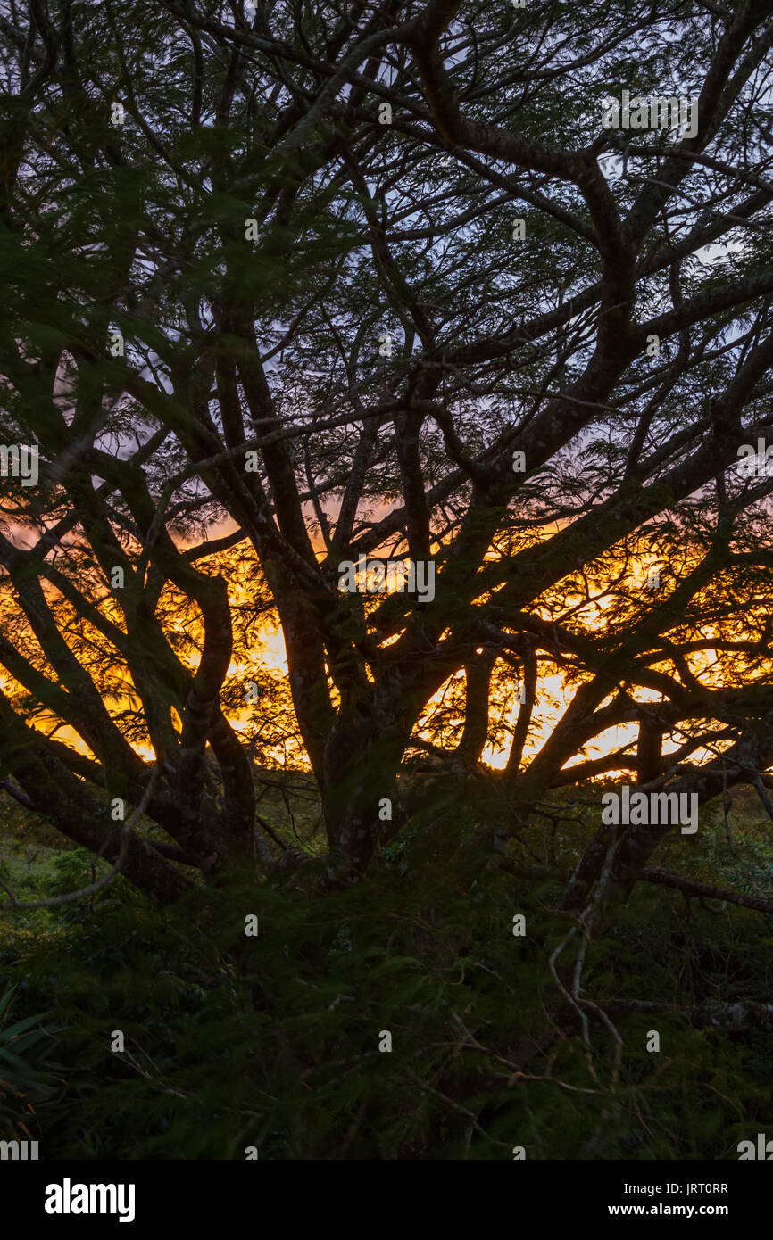 beautiful sunset seen thru a large Guanacaste tree in Costa Rica with a ...