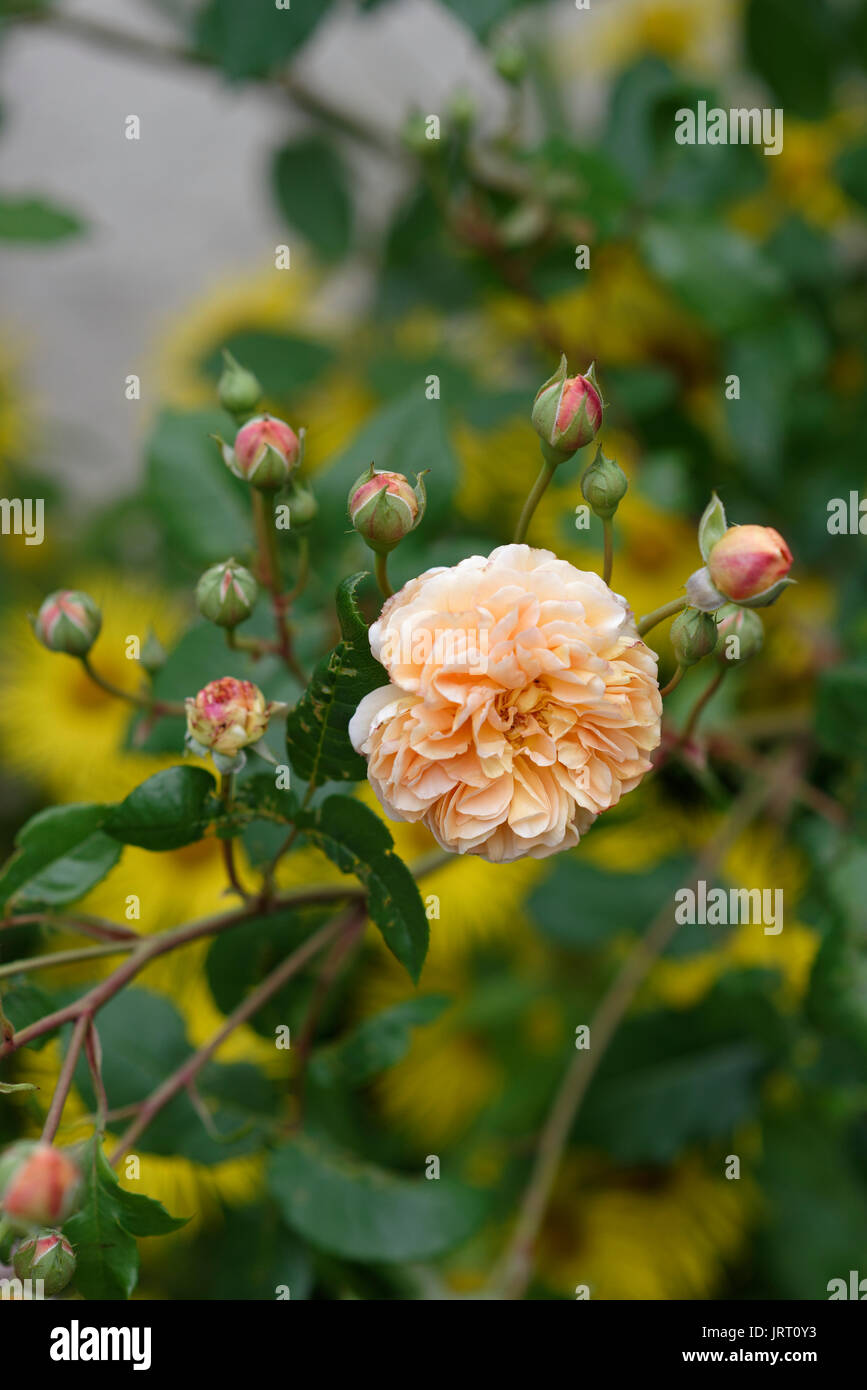 Rose and rosebuds, flower head in close up with soft focus blurred ...