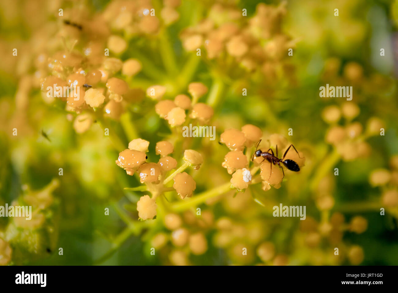 Yellow flowers full of pollen Stock Photo - Alamy