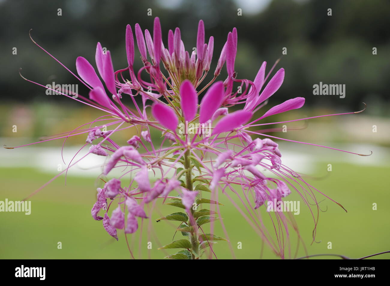 Whimsical flower hi-res stock photography and images - Alamy