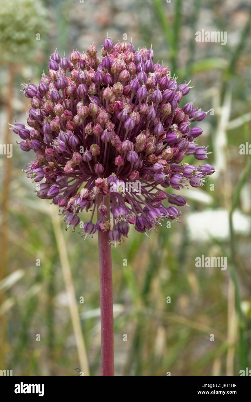 Allium sativum, the scientific name of the flower of the garlic Stock ...