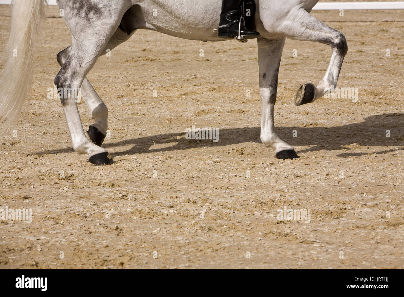 Horse legs detail during equestrian exercise in Montenmedio, Cadiz ...