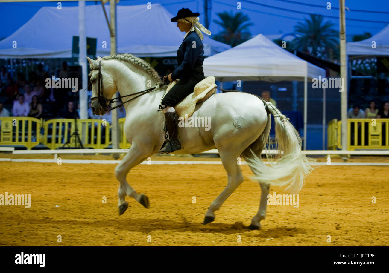 Spanish championship of equestrian taming of horses of pure race ...