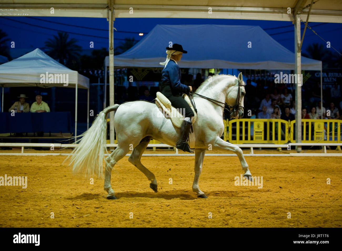 Spanish championship of equestrian taming of horses of pure race ...