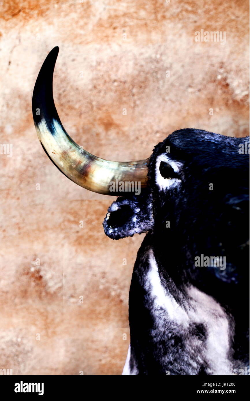 Running bull injuries hi-res stock photography and images - Alamy