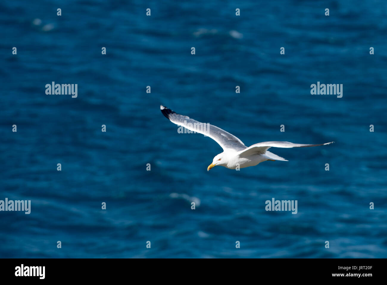 Single Seagull Flying Bird with Open Wings on Clear Blue Sea as ...