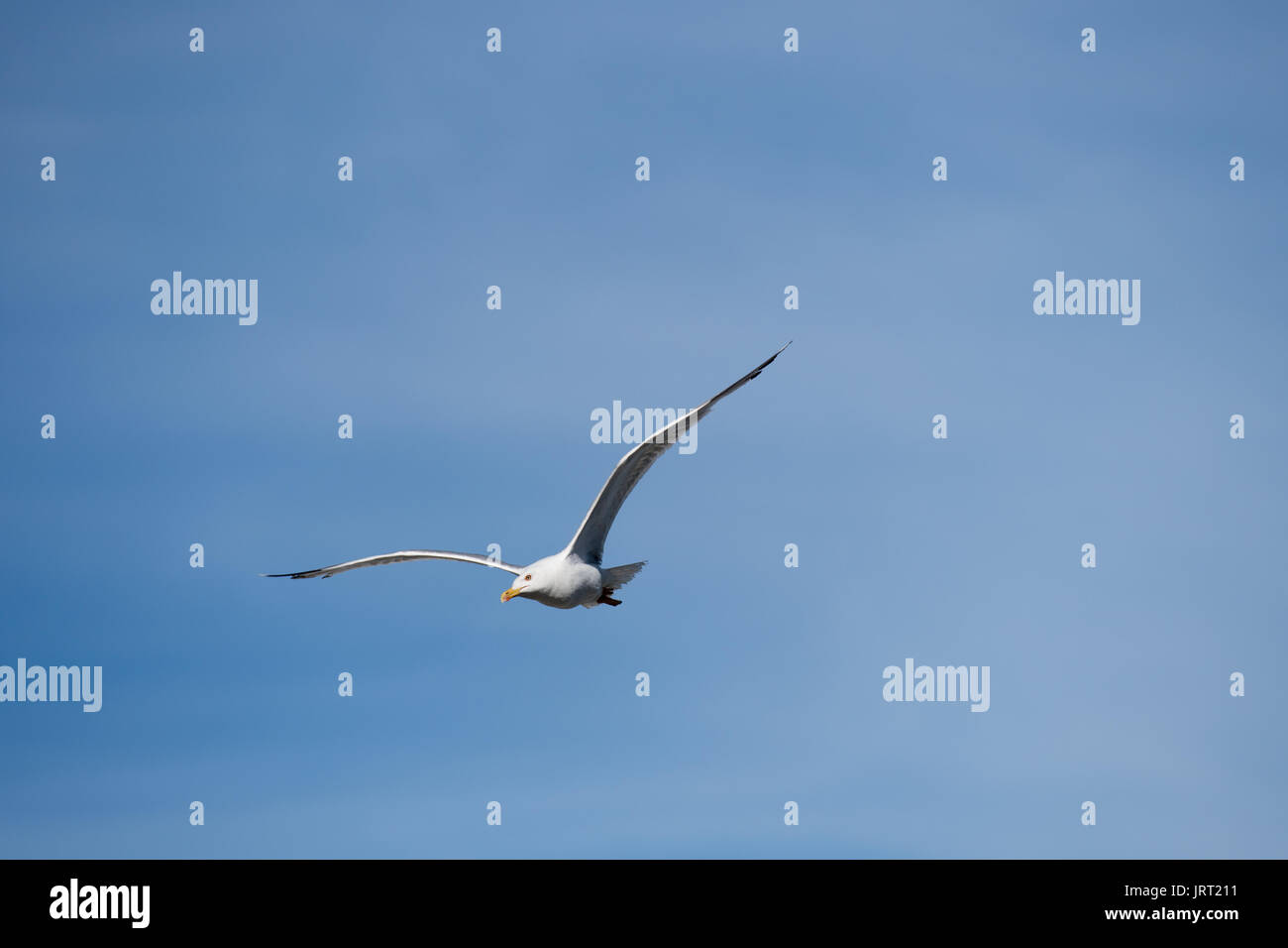 Flying bird with open wings hi-res stock photography and images - Alamy
