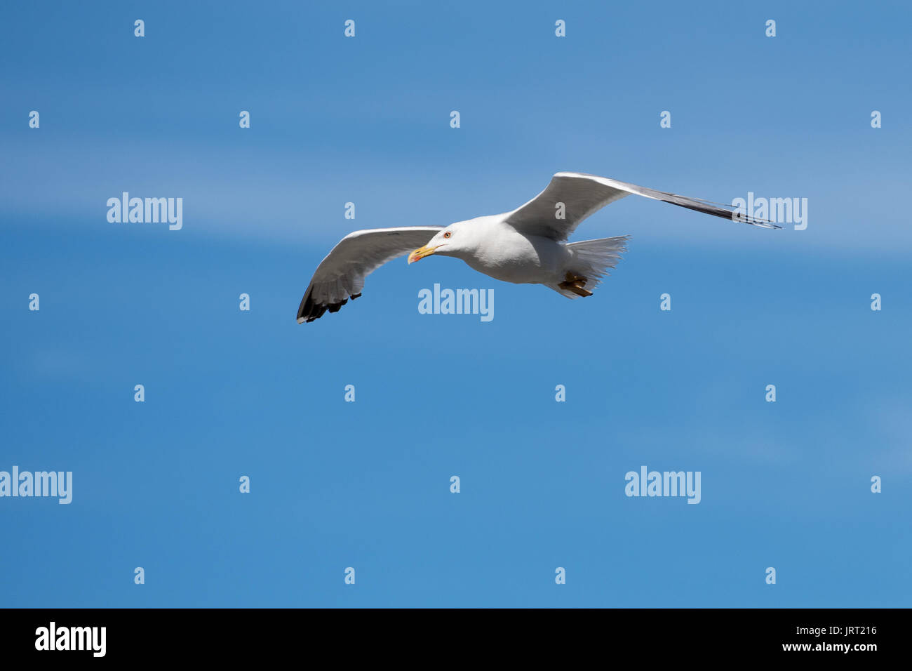 Flying bird with open wings hi-res stock photography and images - Alamy