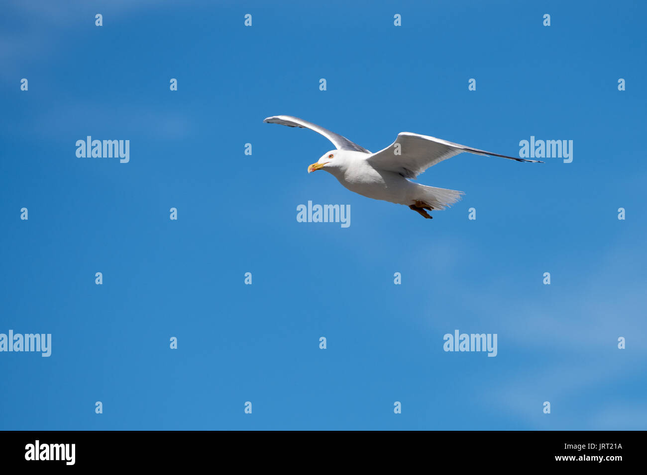 Single Seagull Flying Bird with Open Wings on Clear Blue Sky as ...