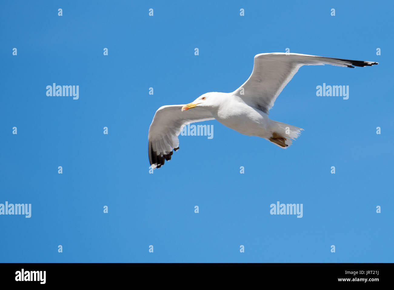 Flying bird with open wings hi-res stock photography and images - Alamy