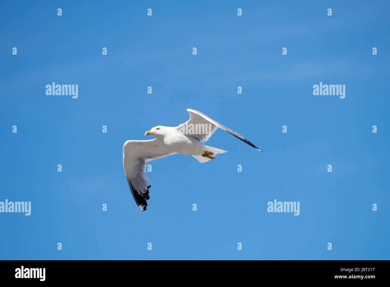 Single Seagull Flying Bird with Open Wings on Clear Blue Sky as ...