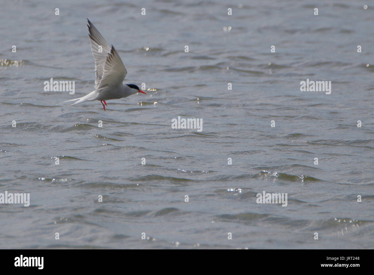 Common tern, Sterna hirundo, at Saltholme RSPB reserve in Teesside. UK ...