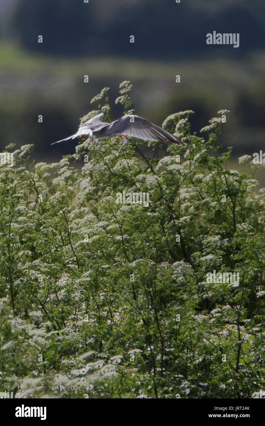 Common tern, Sterna hirundo, at Saltholme RSPB reserve in Teesside. UK ...