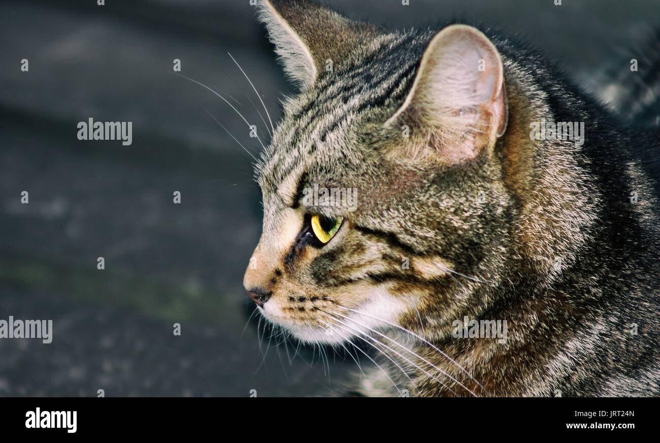 Close up side view of an isolated female tabby cat Stock Photo - Alamy