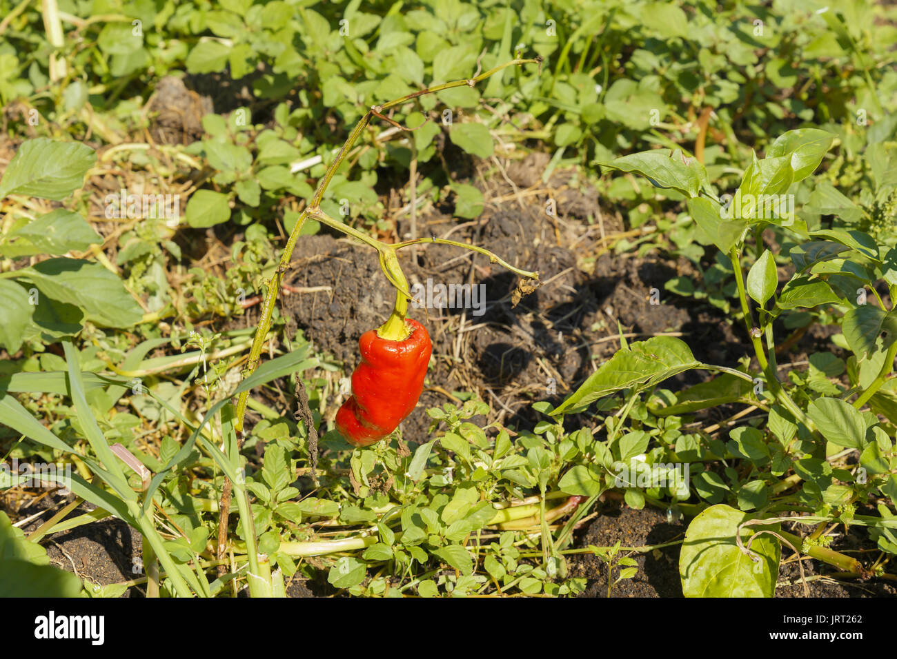 A pod of red pepper Stock Photo - Alamy