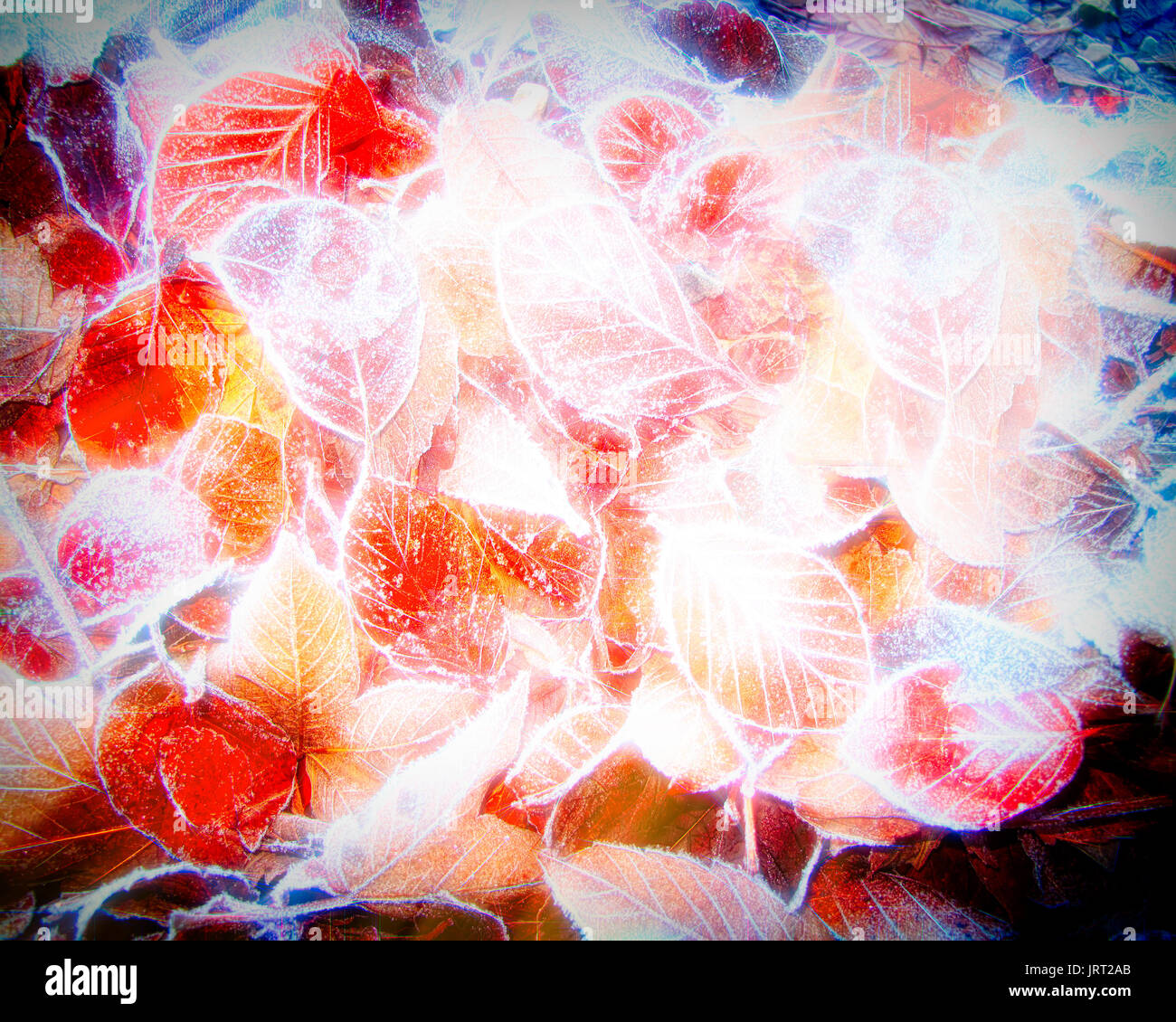 GIFT WRAP DESIGN: Autumn Leaves Stock Photo - Alamy